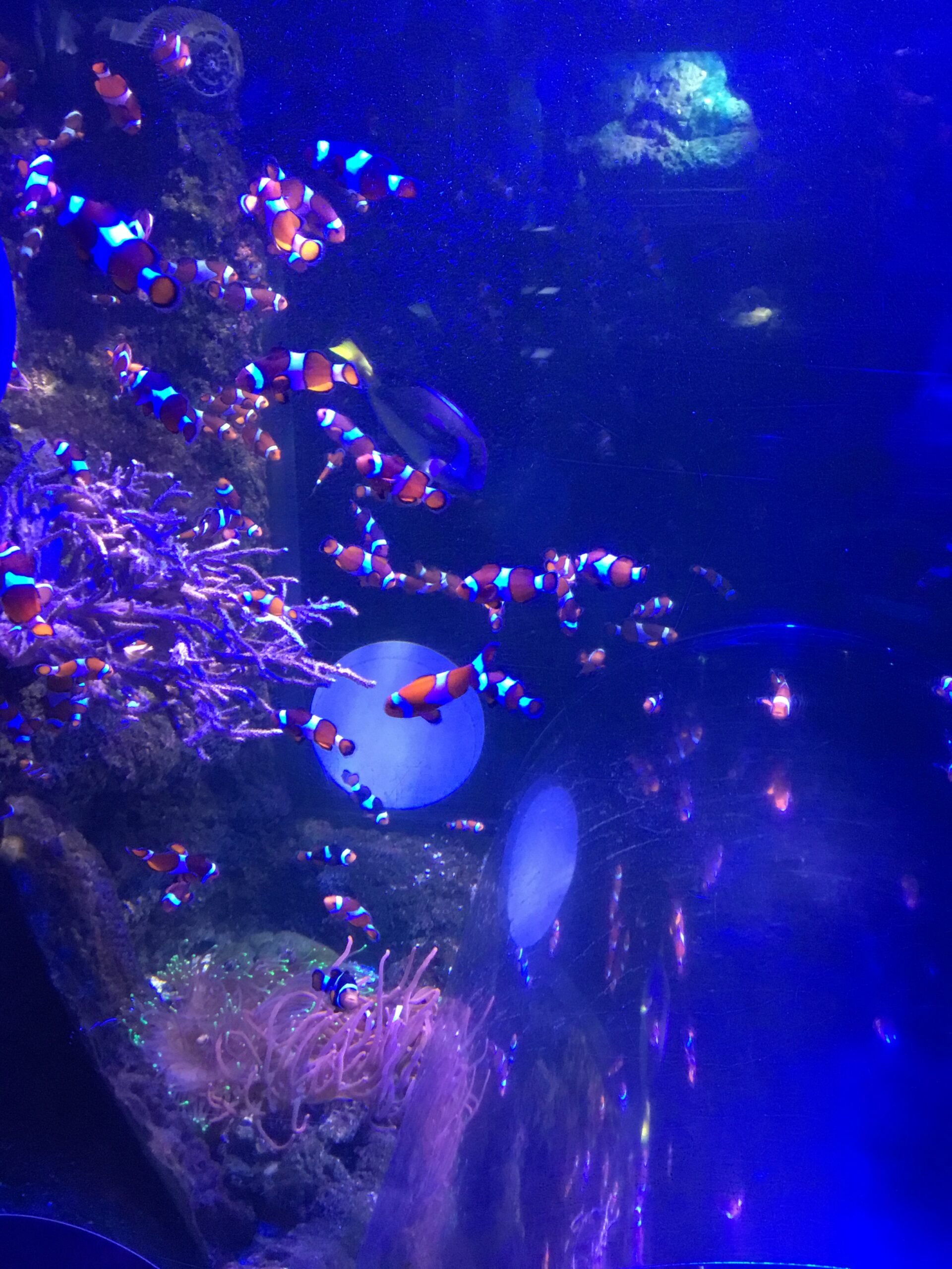 Pupils become Ocean Explorers at Birmingham’s Sea Life Centre ...